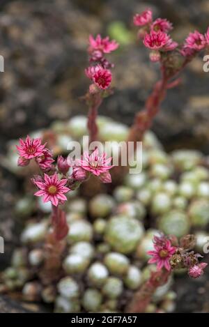 Flowers of Common Houseleek (Sempervivum tectorum), Bavaria, Germany ...