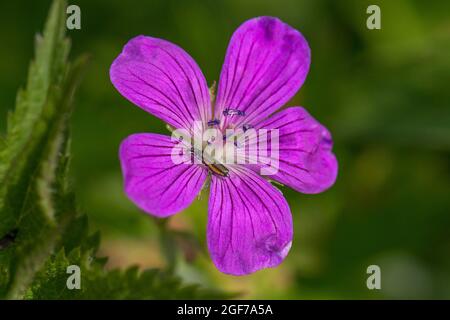 Flower of the blood-red bloody cranesbill (Geranium sanguineum ...