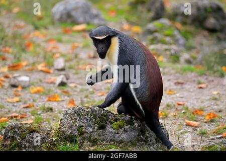 Diana guenon (Cercopithecus diana), adult, alert, captive, West Africa ...