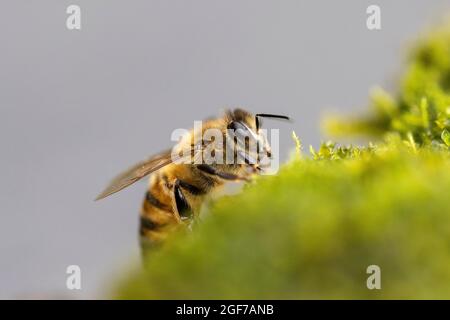 Honey Bee (Apis) ingesting liquid, Germany Stock Photo - Alamy