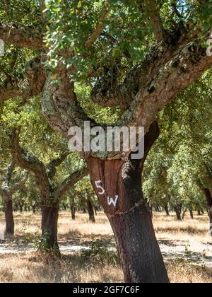 Cork oak (Quercus suber), Setubal District, Algarve, Portugal Stock ...