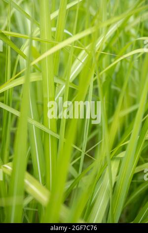 Chinese reed (Miscanthus giganteus) in early summer, Baden-Wuerttemberg ...