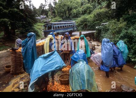 Carrot cleaning on a Rainy day (Monsoon) at Ooty; Udhagamandalam ...