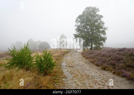 Heathland, Wietzer Berg, birch trees (Betula) in flowering common ...