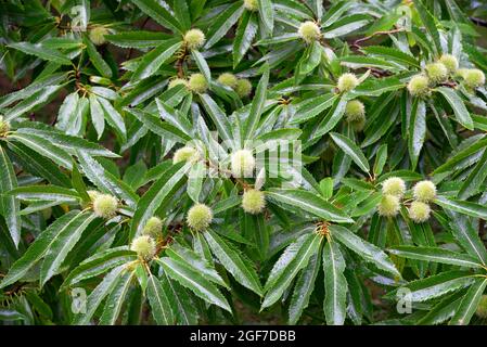 Chestnut (Castanea sativa), branches with unripe fruit, North Rhine ...