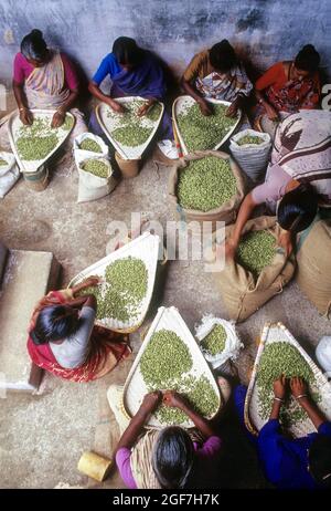 Women winnowing and cleaning the cardamom at Bodinayakanur, Tamil Nadu ...