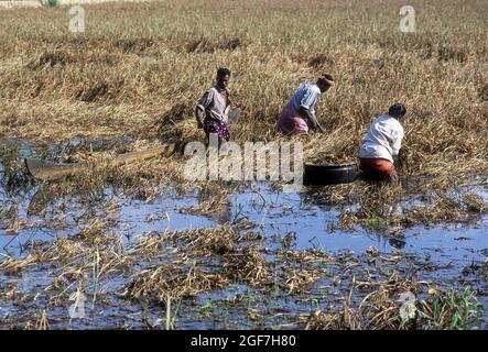 Harvesting paddy, rice in knee-deep water, Kuttanad, Kerala, India ...