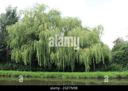 A beautiful large weeping willow tree on a suburban street in a ...
