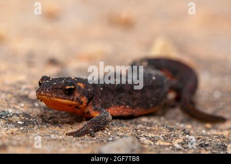 Ommatotriton ophryticus, northern banded newt, outside water form Stock ...