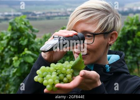 24 September 2021, Saxony-Anhalt, Genthin: Michael Fleig, plant manager ...