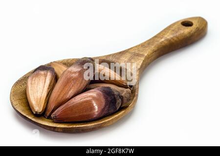 pinaceae or araucariaceae seed, used in cooking, typical winter fruit ...
