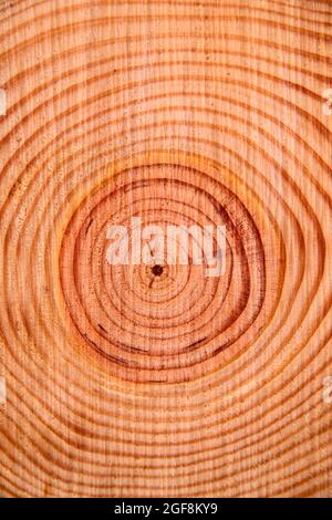 Details of the rings perpendicular to the trunk of a pine tree Stock ...