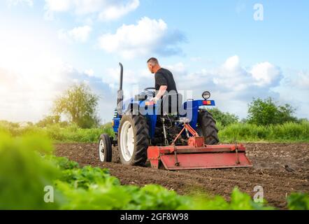 Farmer works in soil to plant young tomato seedlings at garden bed ...