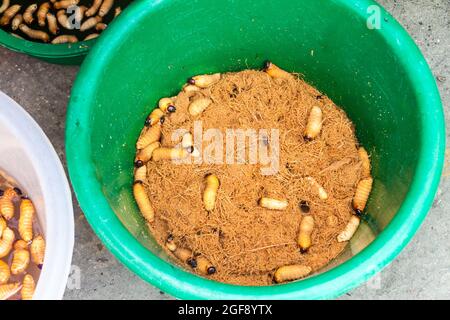 Suri worms (Rhynchophorus palmarum) on a market in Iquitos, Peru Stock ...