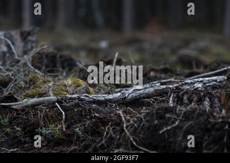 detail of a ground with trunks after cutting trees in the forest Stock ...