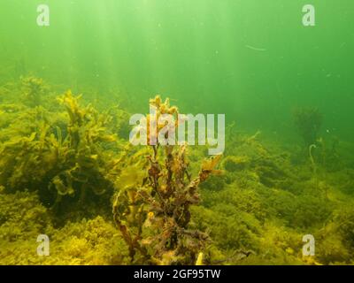 Closeup of Fucus vesiculosus, common names bladderwrack, black tang ...