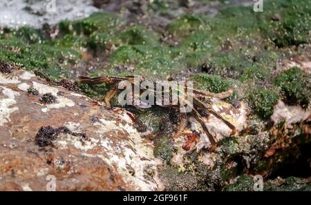 Closeup shot of a freshwater crab under the sea Stock Photo - Alamy