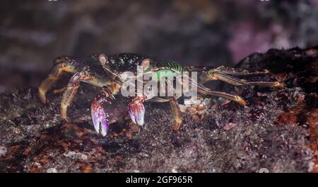 Closeup shot of a freshwater crab under the ocean, exotic sea life ...