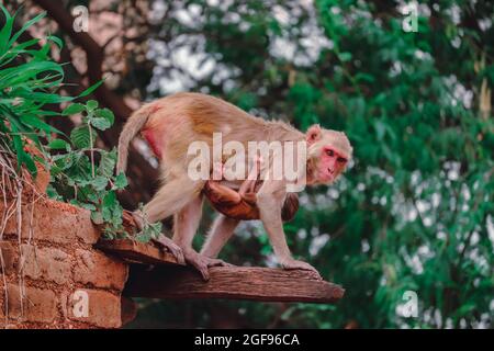 rhesus macaque with her child in the forest Stock Photo - Alamy
