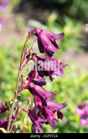 Penstemon 'Raven' (Bird Series) deep purple, bell-shaped flowers in a ...