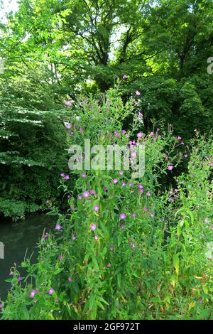 broad-leaved willow-herb (Epilobium montanum), blooming single plant ...