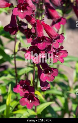 Penstemon 'Rich Ruby' Stock Photo - Alamy