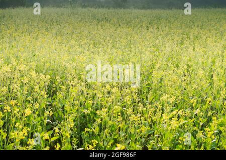 Winter morning - mustard plants field - yellow coloured agricultural ...