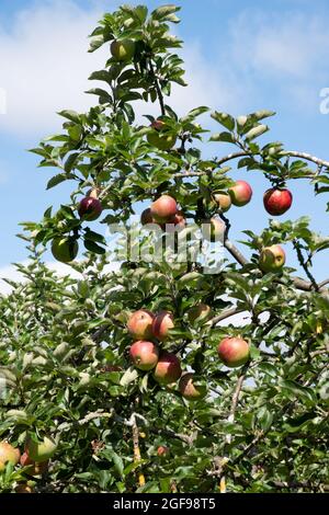 Apple 'Worcester Pearmain'', apples, eating apple, healthy eating ...