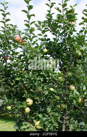 Apple 'Howgate Wonder', apples, cooking apples, apple, Malus Domestica ...