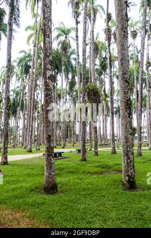 Palmentuin park in Paramaribo, capital of Suriname Stock Photo - Alamy