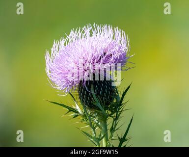 A closeup shot of blooming thistle head Stock Photo - Alamy