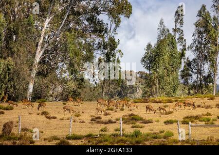Feral axis deer, Axis axis, are established on the island of Maui Stock ...