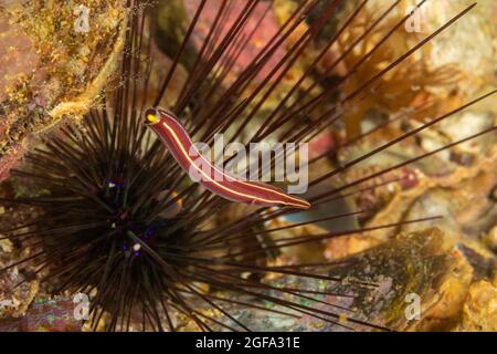Urchin clingfish, Diademichthys lineatus, Anilao, Batangas, Philippines ...
