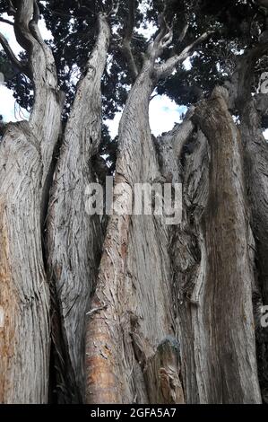 Mexican cypress, Zypres, Cupressus benthamii, mexikói ciprus Stock ...