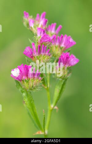 Macro shot of wavyleaf sea lavender (limonium sinuatum) flowers in ...