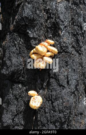 Fungus on the charred coniferous tree trunk Stock Photo - Alamy
