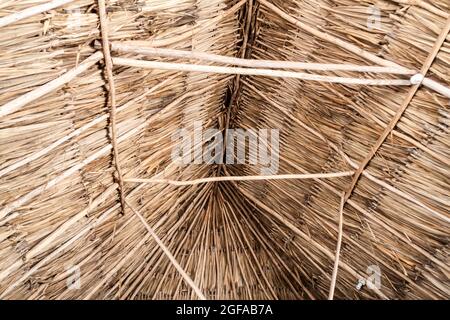 Traditional thatched house / hut with palapa roof of indigenous Maya ...