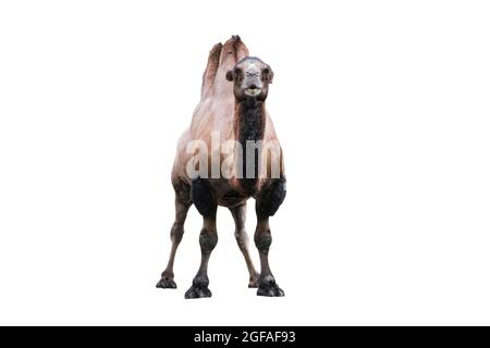 sunlight on furry camel walking near wooden fence Stock Photo - Alamy