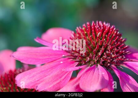 Pink Echinacea - Sunseekers magenta - in flower in a garden in August ...
