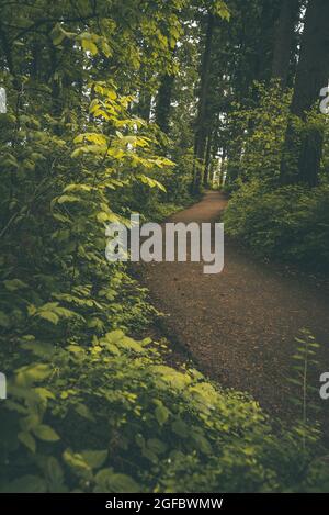 Hiking path winding through lush green forest, with sunlight filtering ...