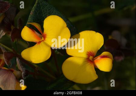 Yellow flowers of the Australian native Handsome Bush Pea, Pultenaea ...