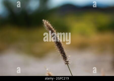 Detail of zacate buffel or zacare bufe in Hermosillo, Sonora Mexico ...