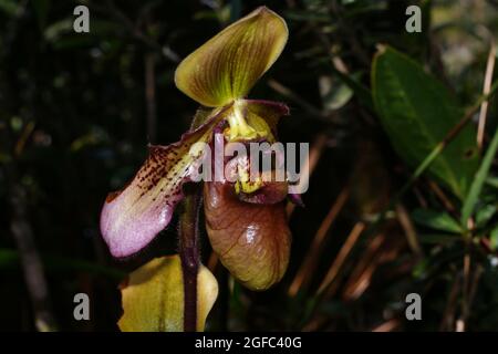Slipper orchid flower (Paphiopedilum hookerae var. volonteanum), Sabah ...