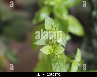 peppermint (scientific name Mentha x piperita) plant Stock Photo - Alamy