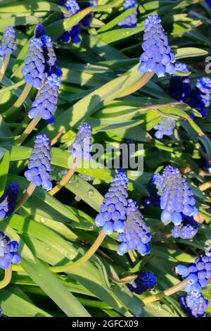 Beautiful close-up of a muscari Stock Photo - Alamy
