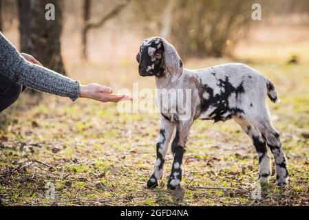 Small south african boer goat doeling portrait on nature Stock Photo ...