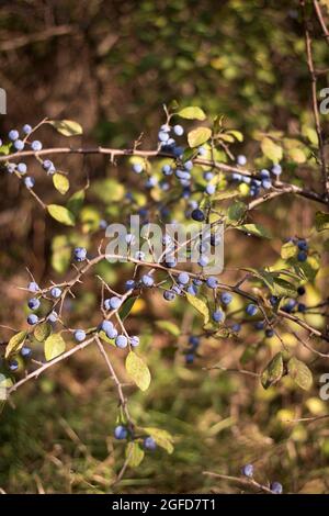 A forest thorn bush with ripe blue fruits in autumn. Blackthorn in ...