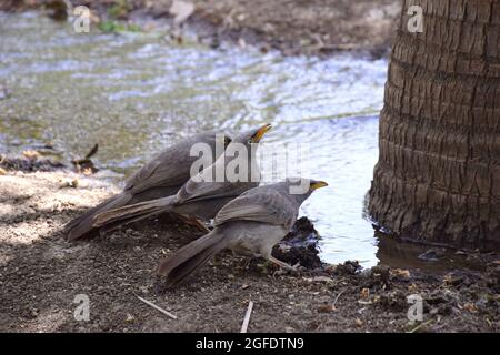 Thirsty birds, birds drinking water during irrigation in fields Stock ...