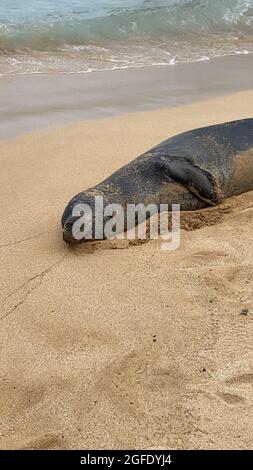 Endangered Hawaiian Monk Seal rests on the beach in Kauai. The Hawaiian ...