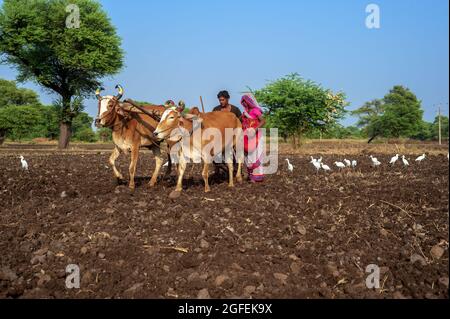 Indian farmer couple plowing wheat fields with a pair of oxen using ...
